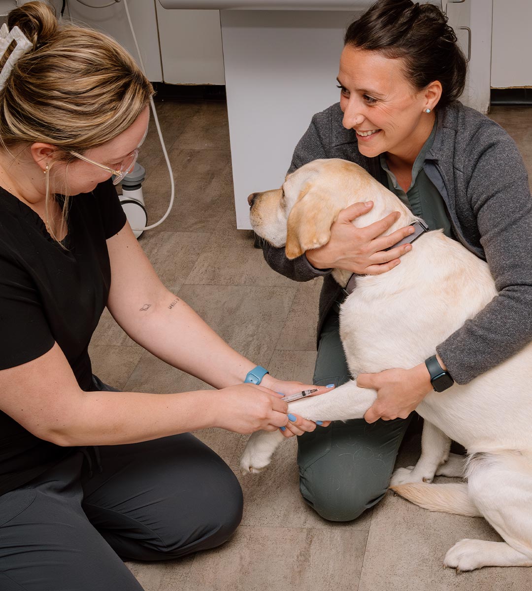 In-House Laboratory Tests for Cats & Dogs in South Hamilton, MA ...